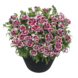 Anjer dianthus Pink Kisses potmaat 13 cm | | GAMMA.be