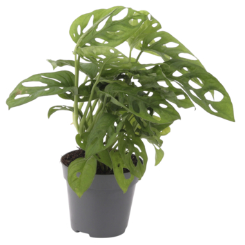 Monstera Monkey Leaf potmaat 12 cm | Zaden | GAMMA.be
