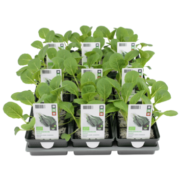 Groenteplantjes Paksoi-kool | GAMMA.be