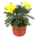 Euryops potmaat 10,5 cm | GAMMA.be